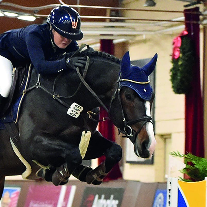 Elite Stallions - Stallions Discipline