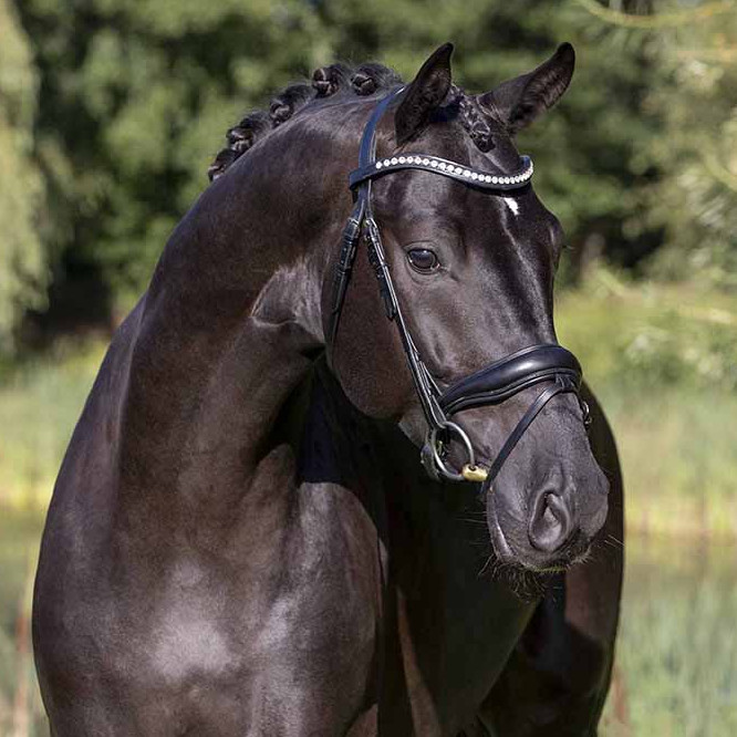 Elite Stallions - Stallions Discipline