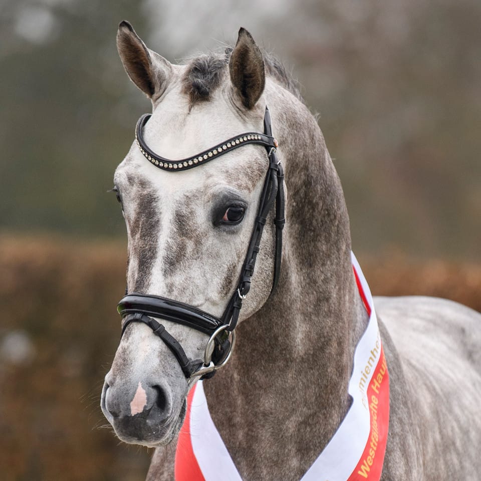 Elite Stallions - Stallions Discipline