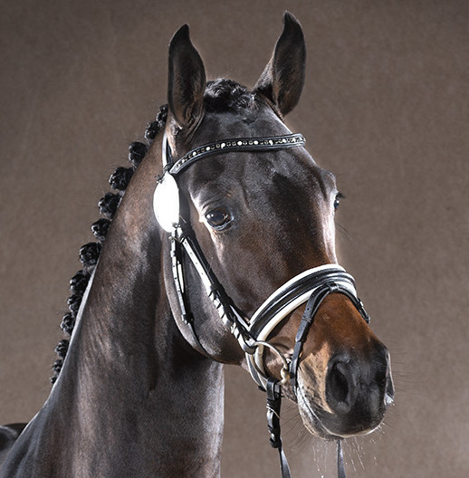 Elite Stallions - Stallions Discipline