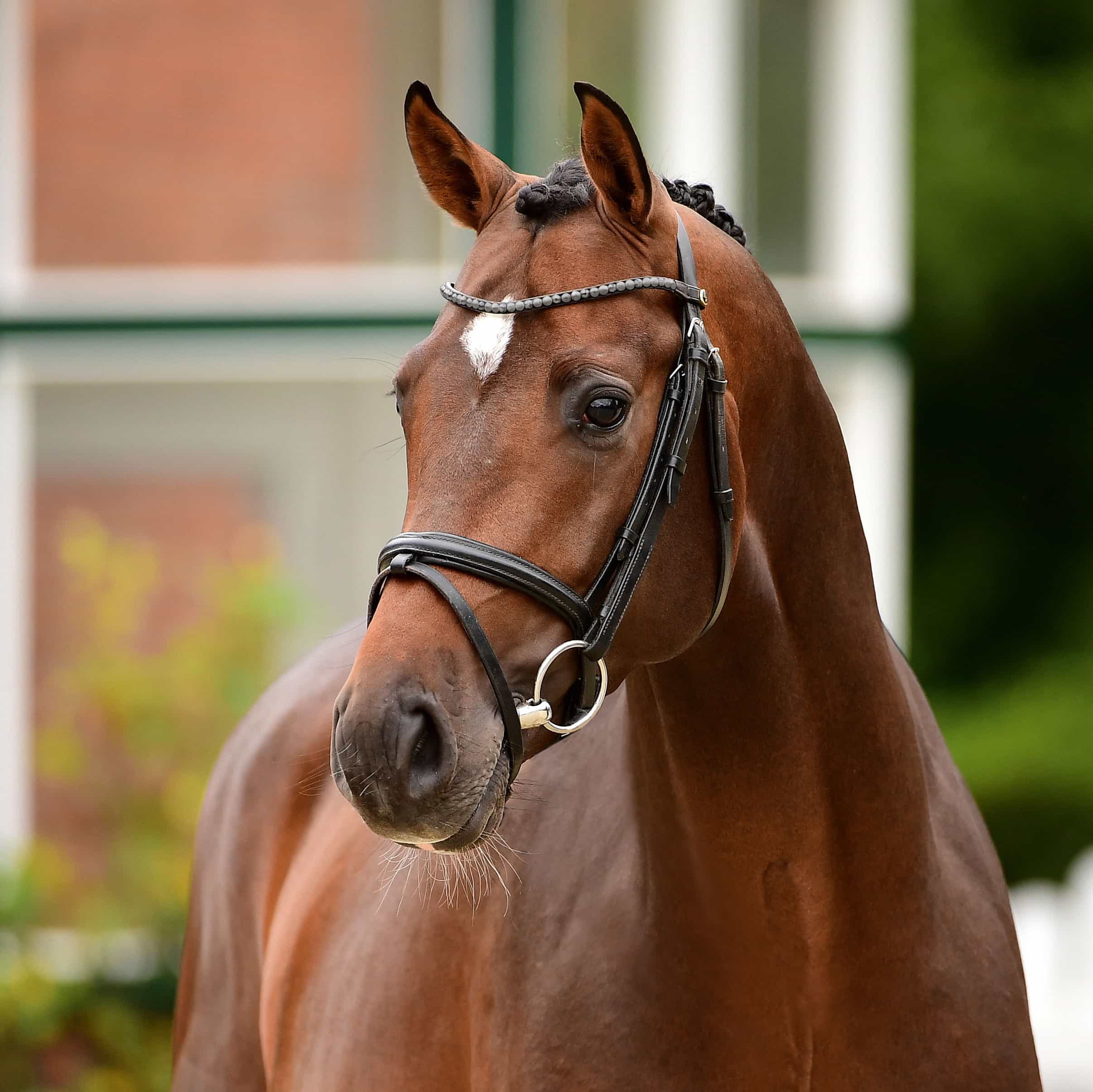 Elite Stallions - Stallions Discipline