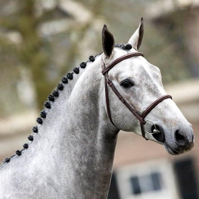 Elite Stallions - Stallions Discipline