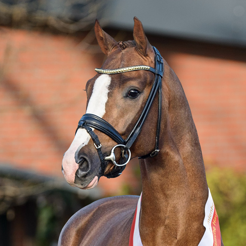 Elite Stallions - Stallions Discipline