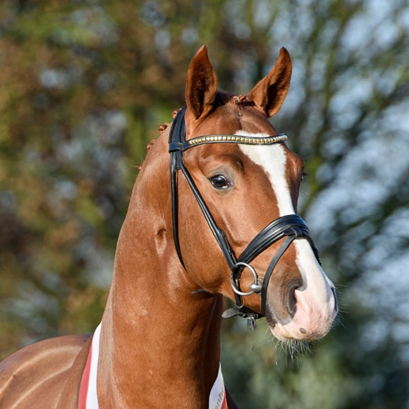 Elite Stallions - Stallions Discipline