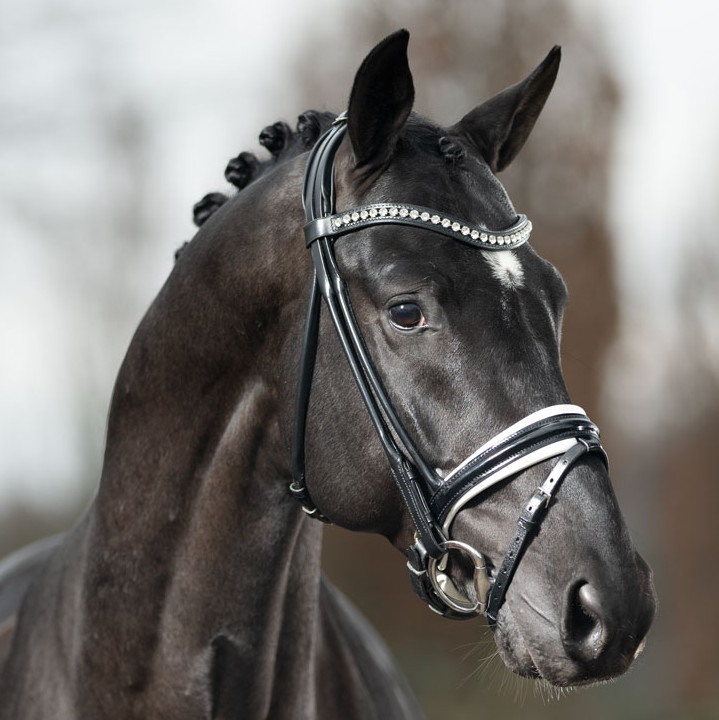 Elite Stallions - Stallions Discipline