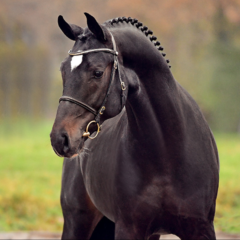 Elite Stallions - Stallions Discipline