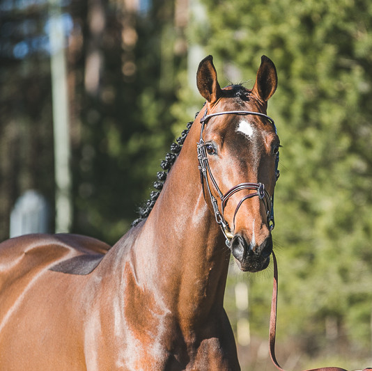 Elite Stallions - Stallions Discipline