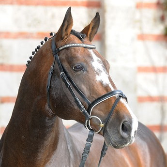 Elite Stallions - Stallions Discipline