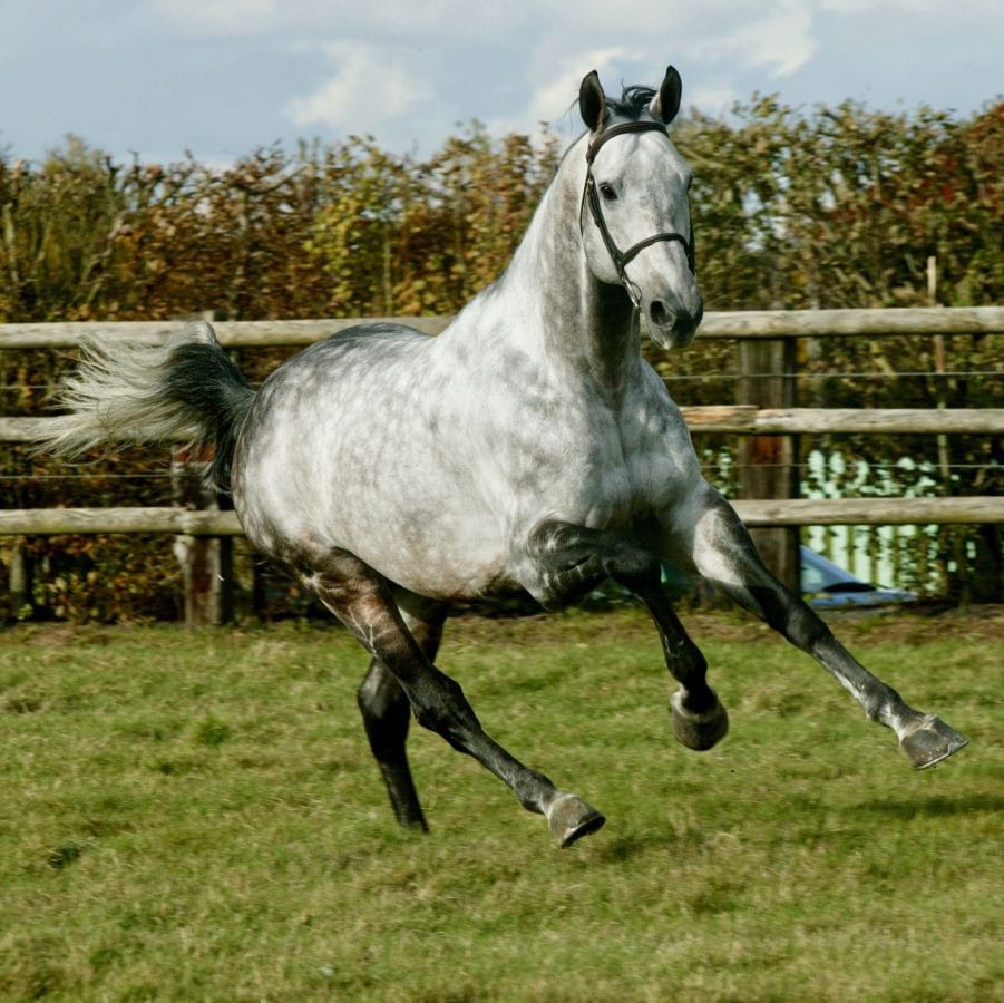 Elite Stallions - Stallions Discipline