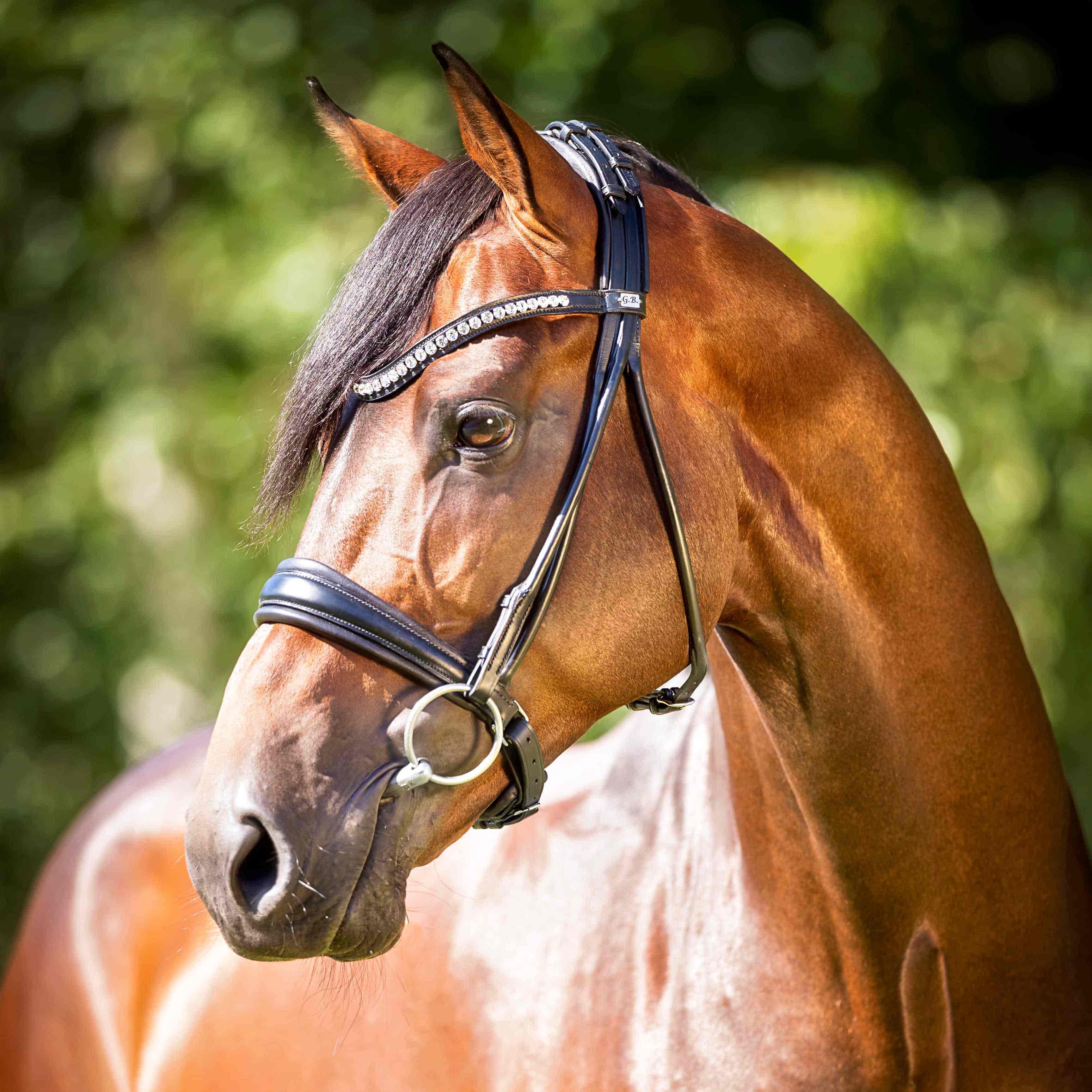 Elite Stallions - Stallions Discipline