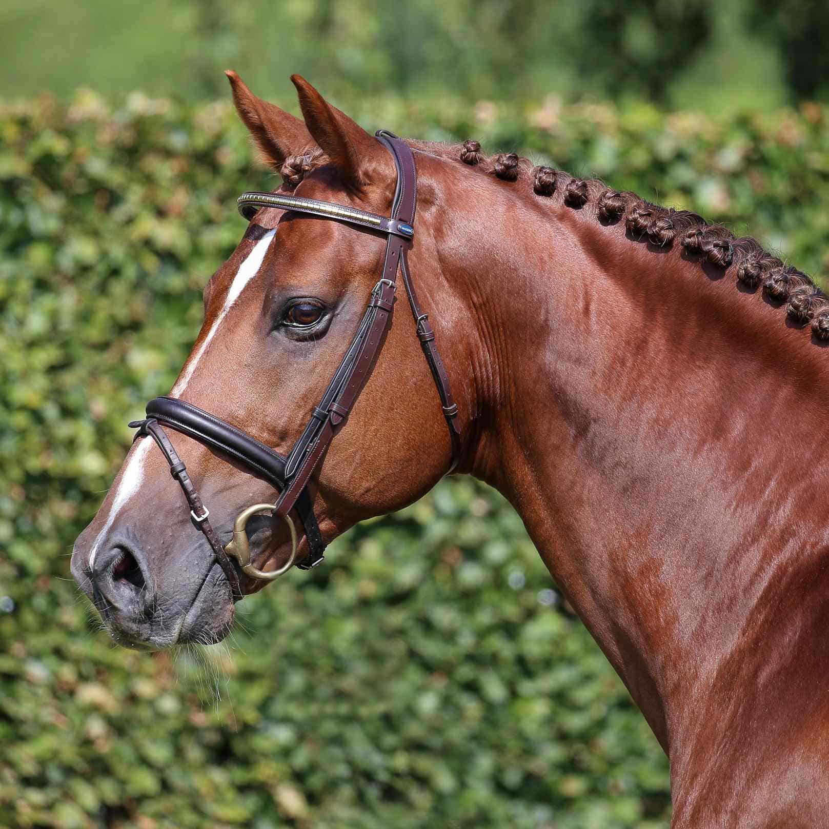 Elite Stallions - Stallions Discipline