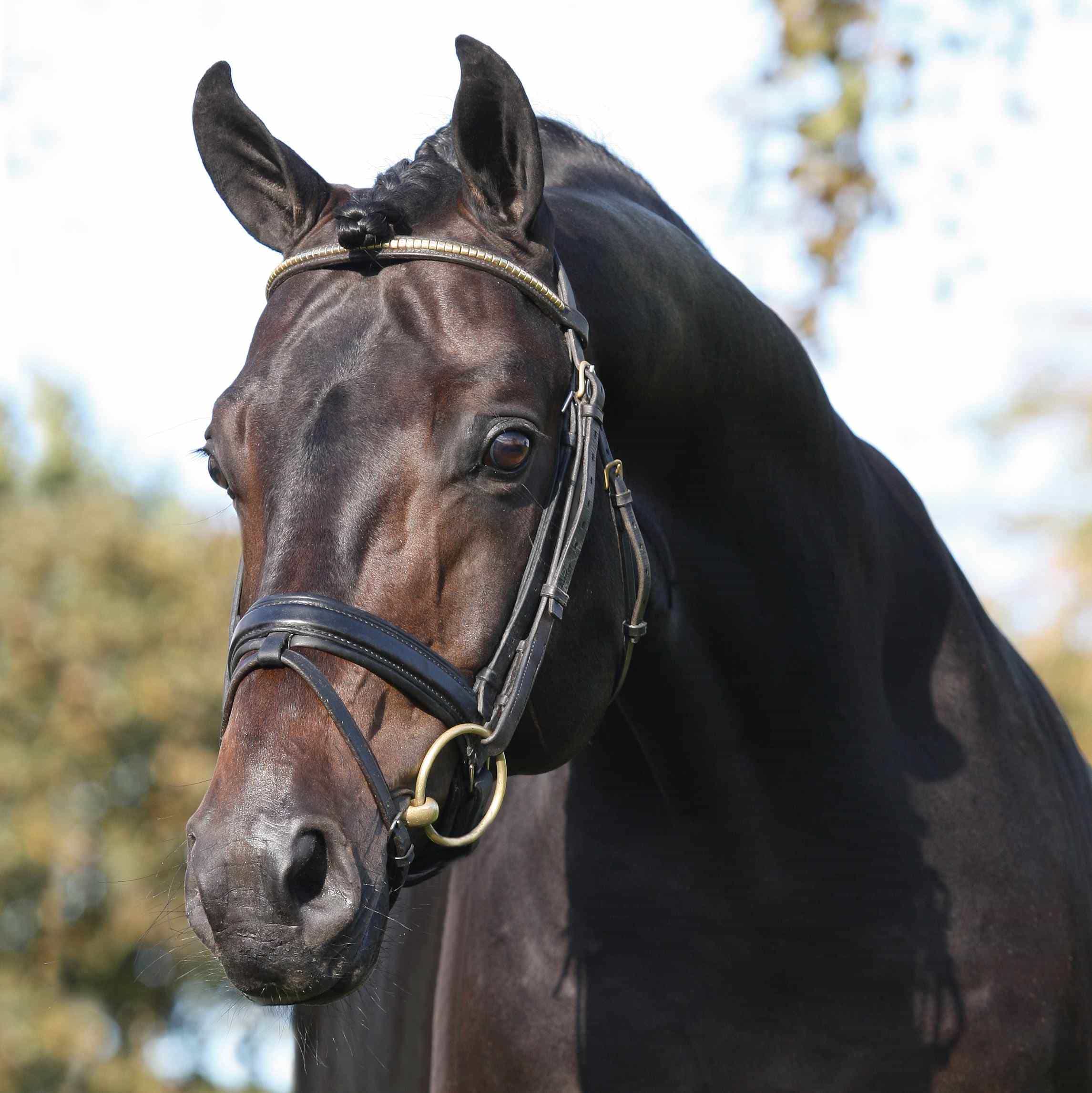 Elite Stallions - Stallions Discipline