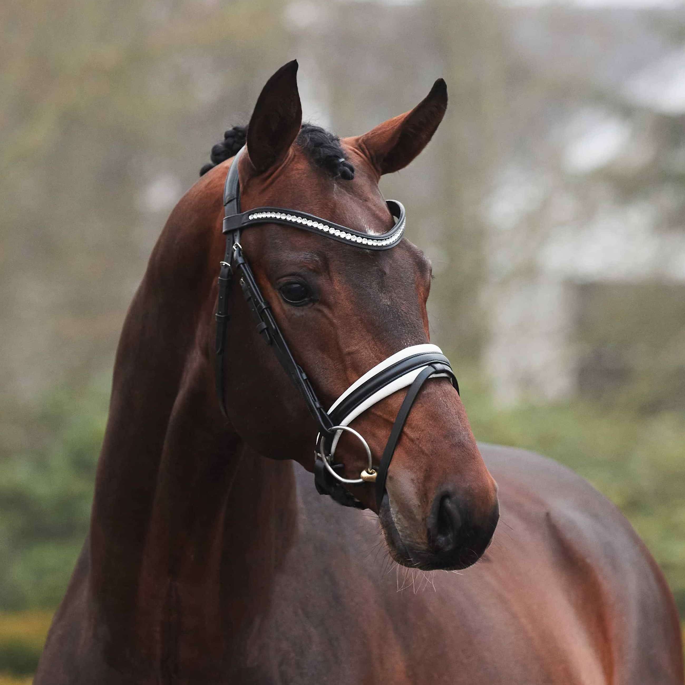 Elite Stallions - Stallions Discipline