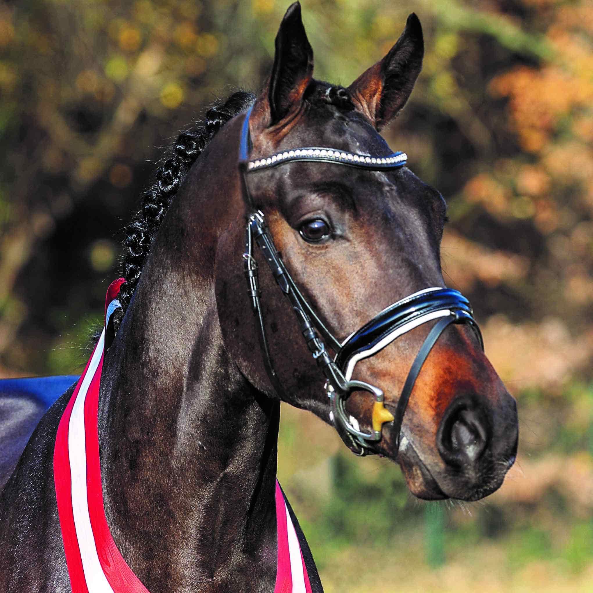 Elite Stallions - Stallions Discipline