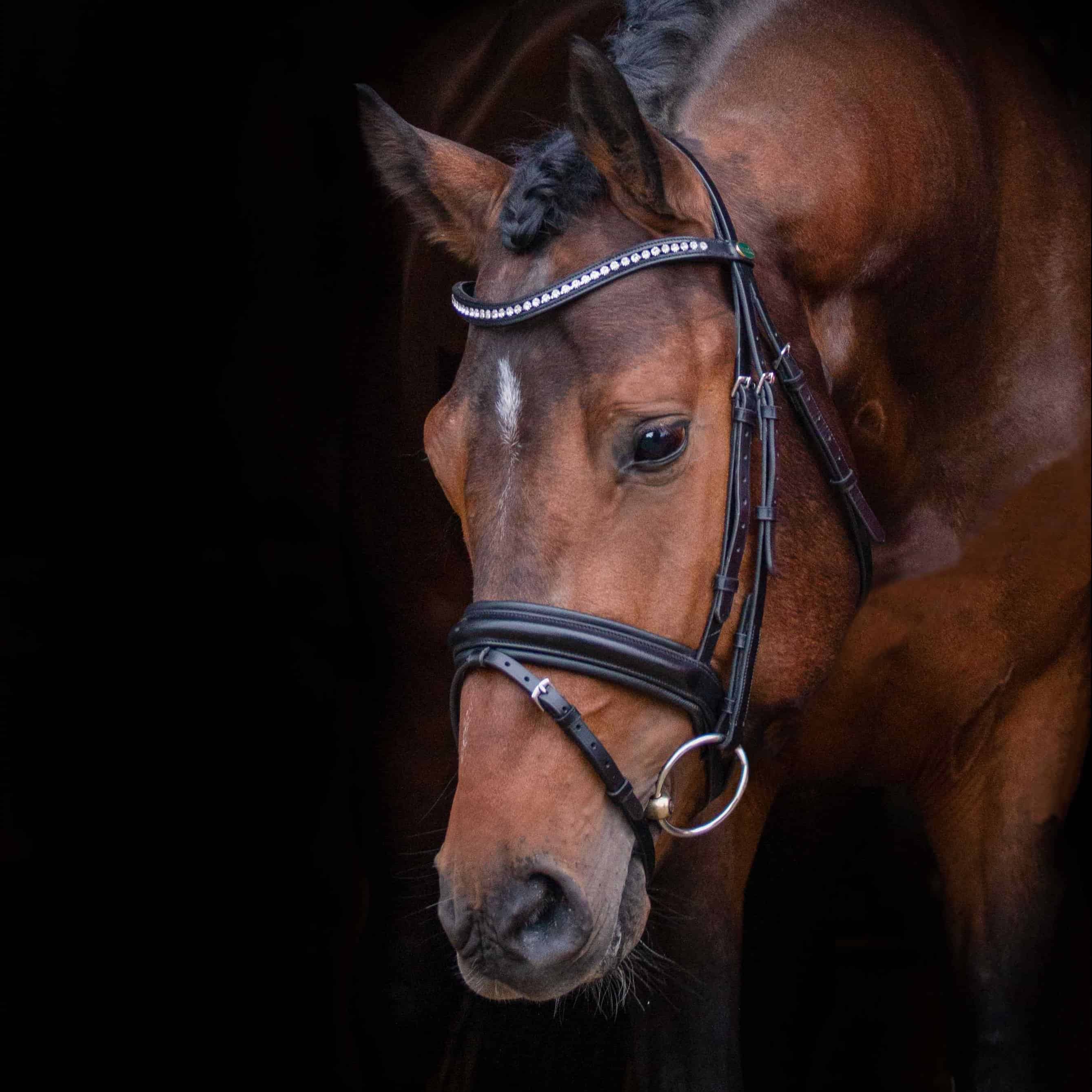 Elite Stallions - Stallions Discipline