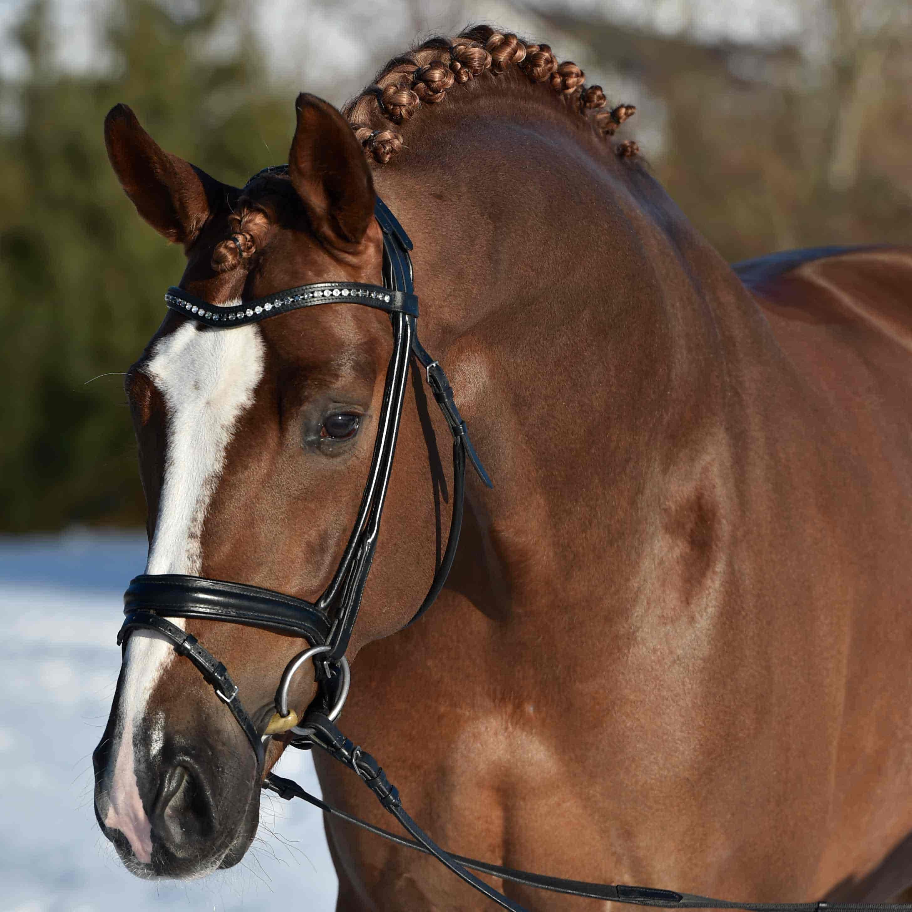 Elite Stallions - Stallions Discipline