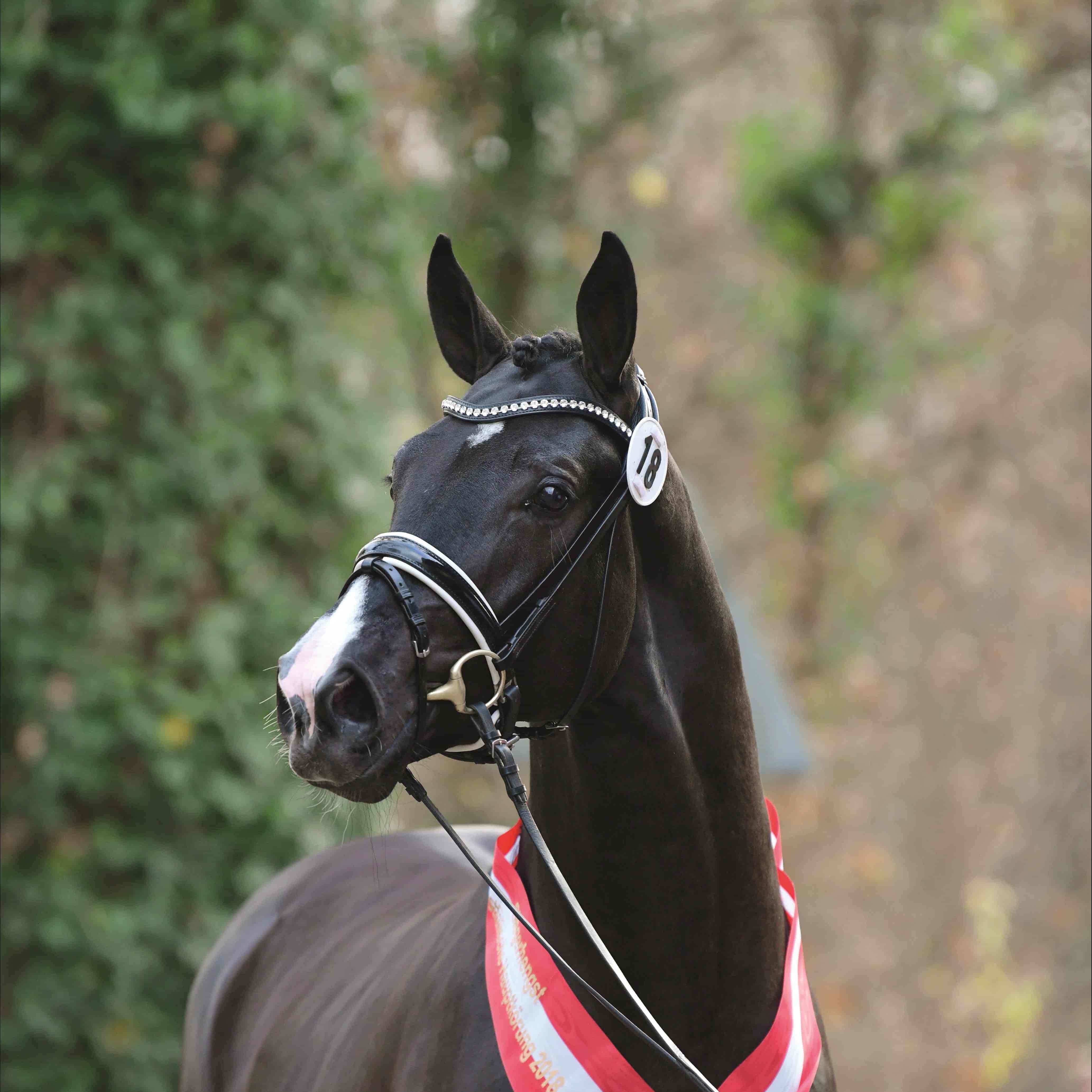 Elite Stallions - Stallions Discipline