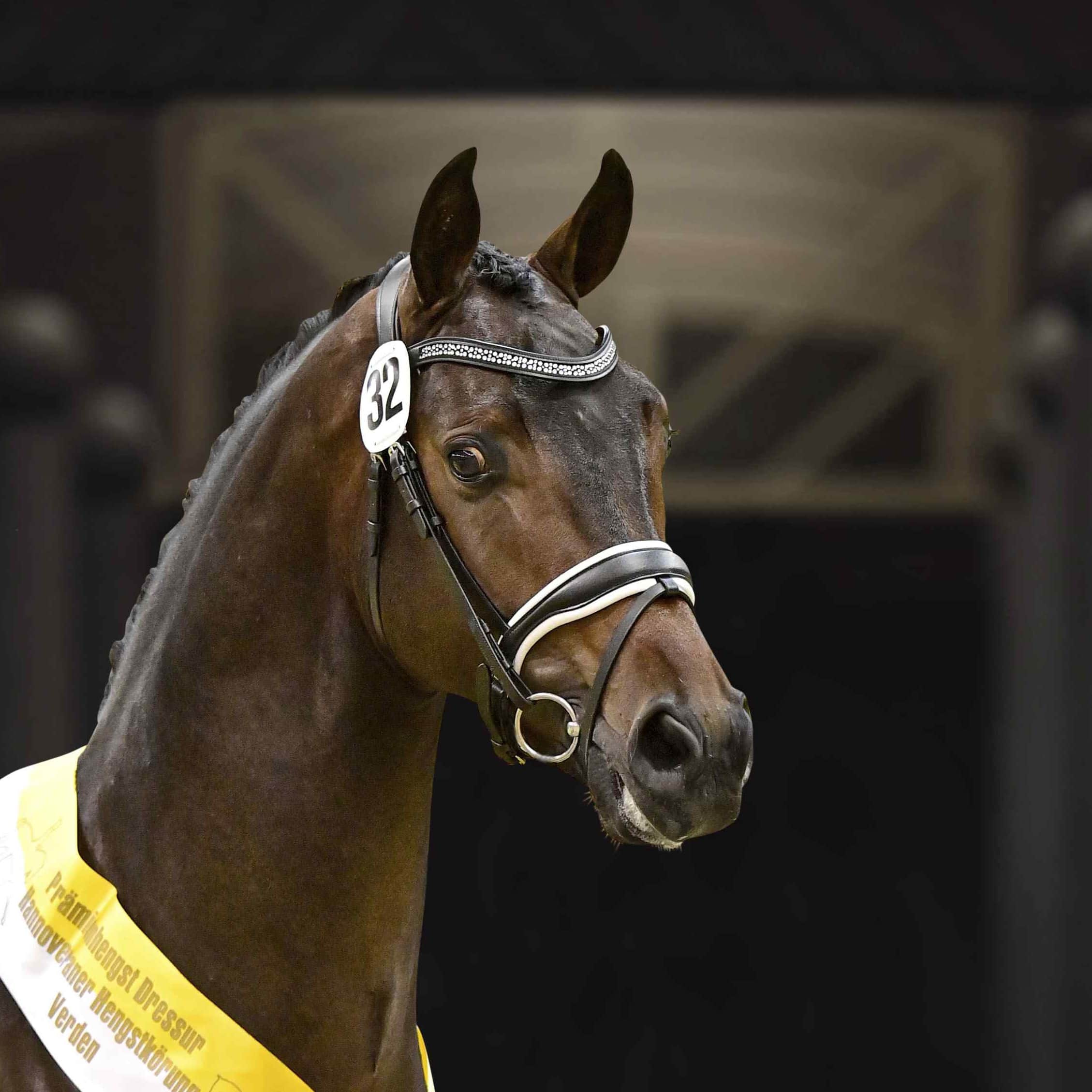 Elite Stallions - Stallions Discipline