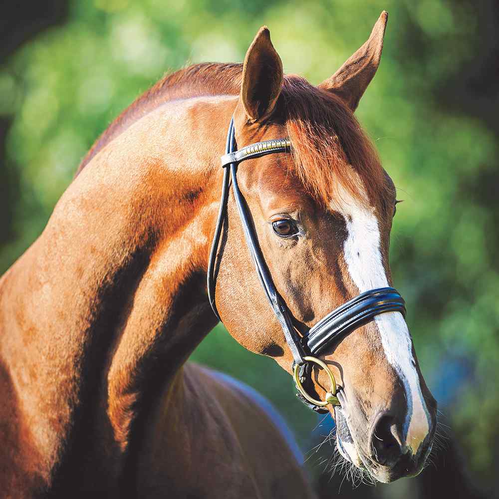 Elite Stallions - Stallions Discipline