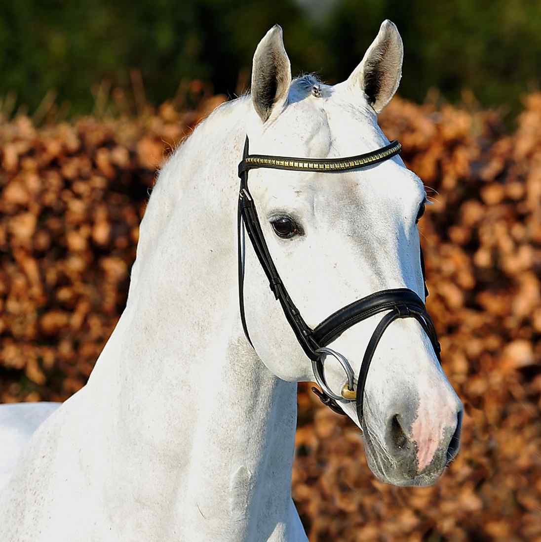Elite Stallions - Stallions Discipline