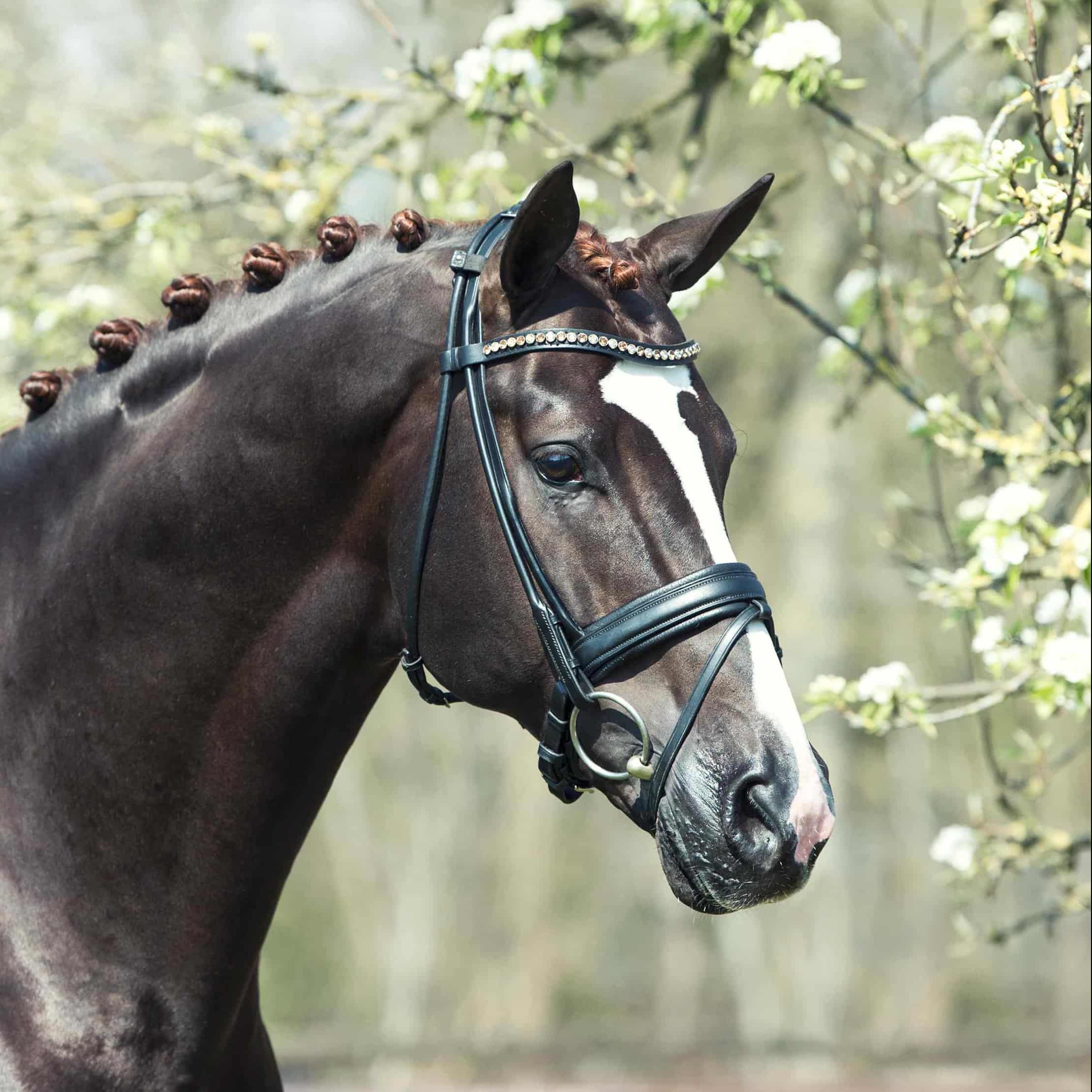 Elite Stallions - Stallions Discipline