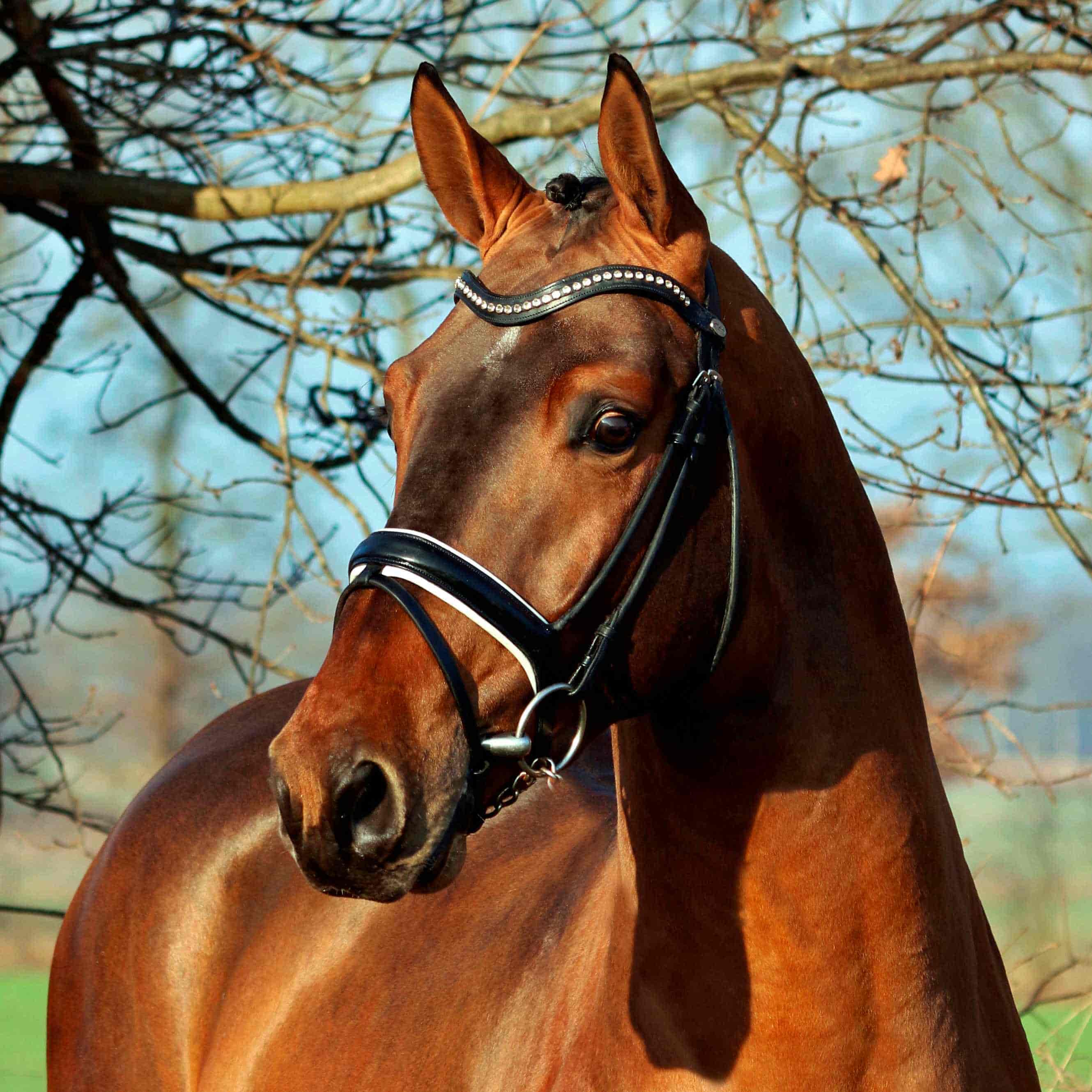 Elite Stallions - Stallions Discipline