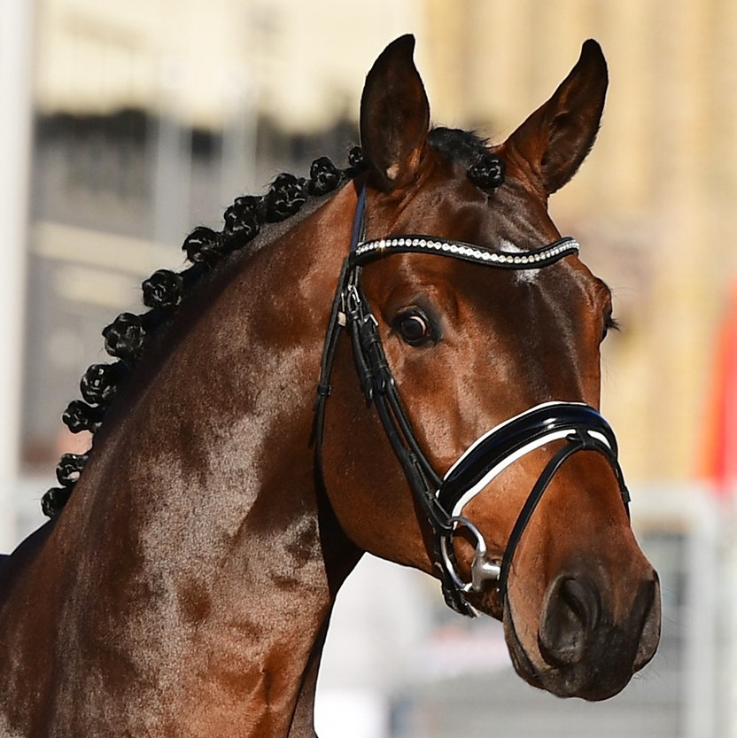 Elite Stallions - Stallions Discipline