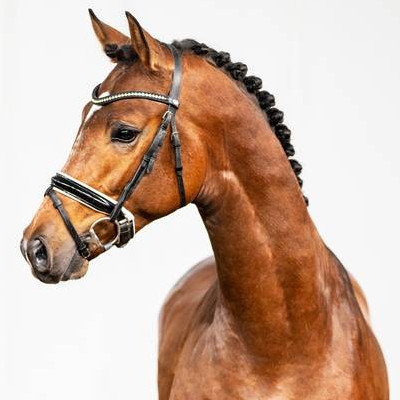 Elite Stallions - Stallions Discipline