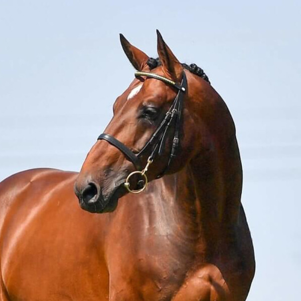 Elite Stallions - Stallions Discipline