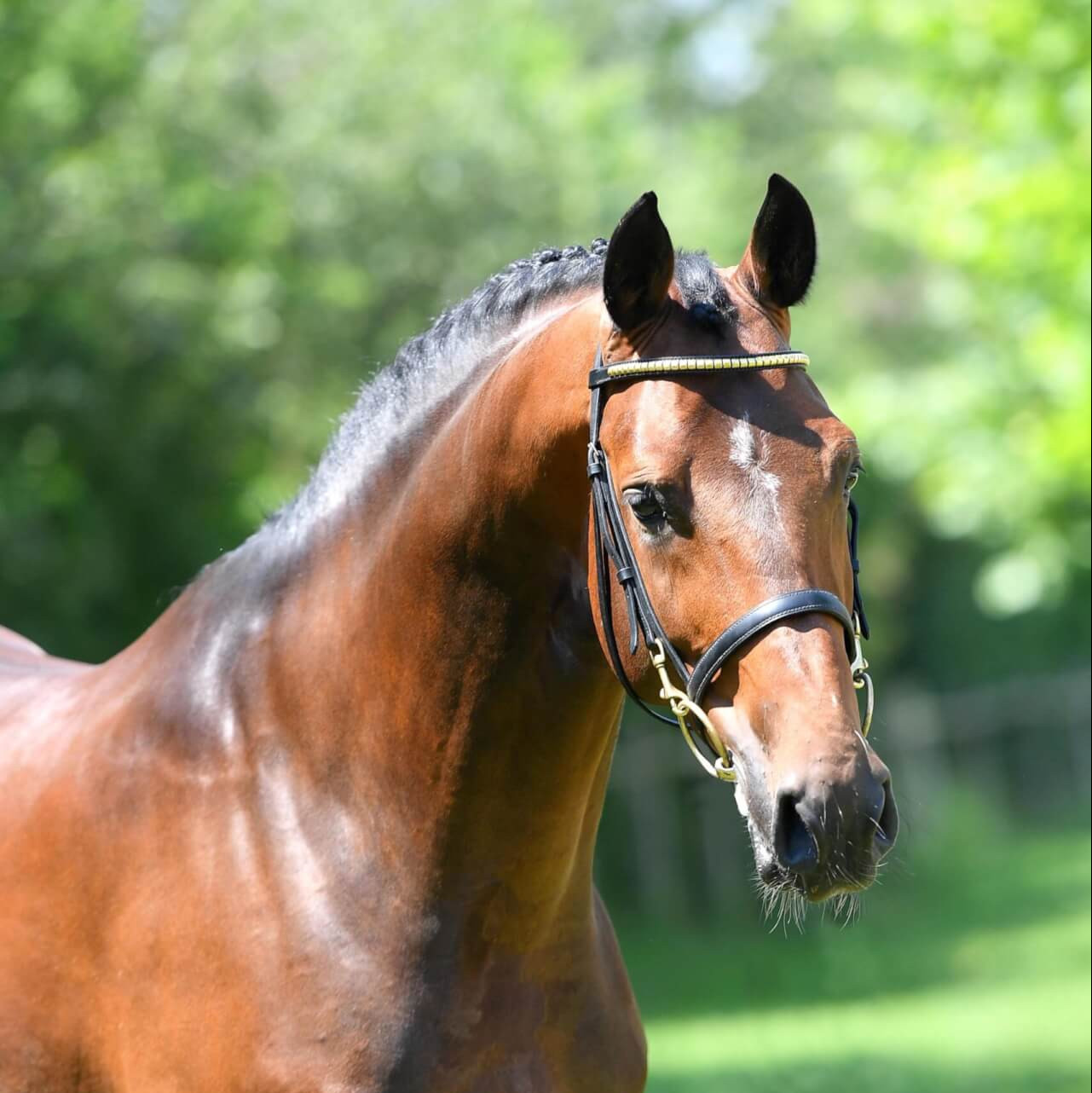 Elite Stallions - Stallions Discipline