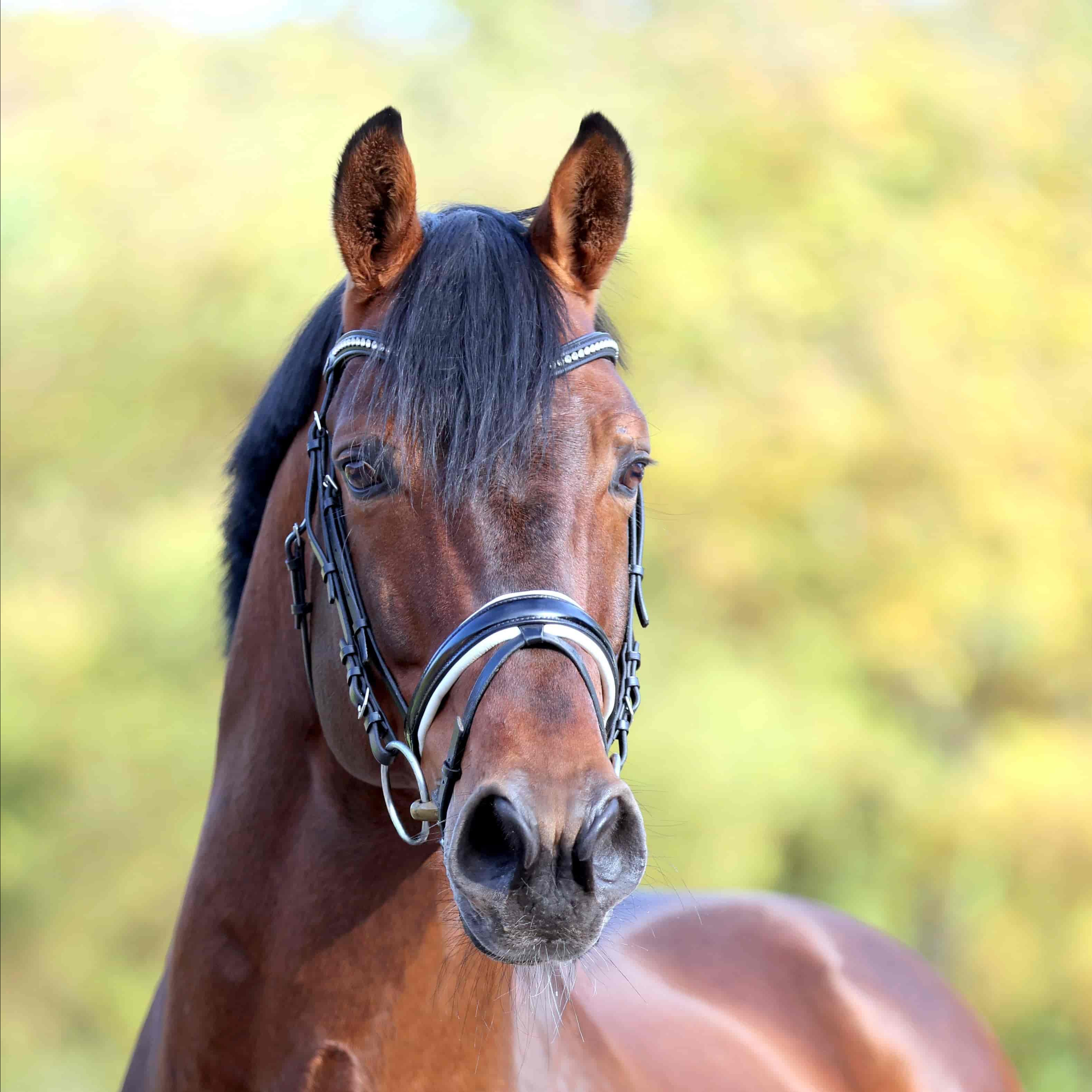 Elite Stallions - Stallions Discipline