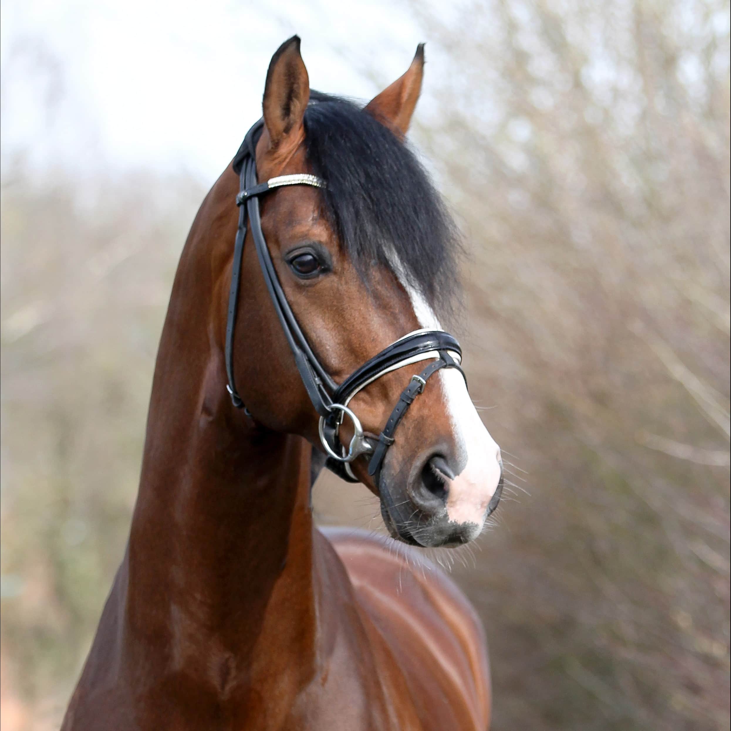 Elite Stallions - Stallions Discipline