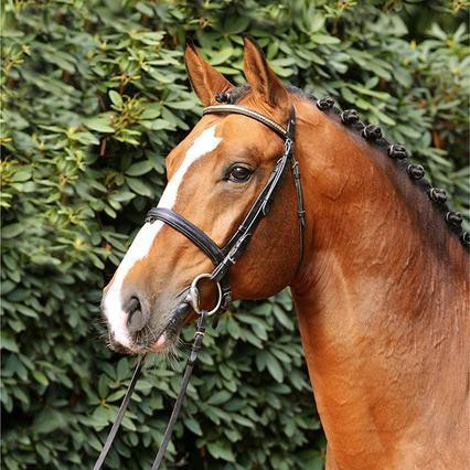 Elite Stallions - Stallions Discipline