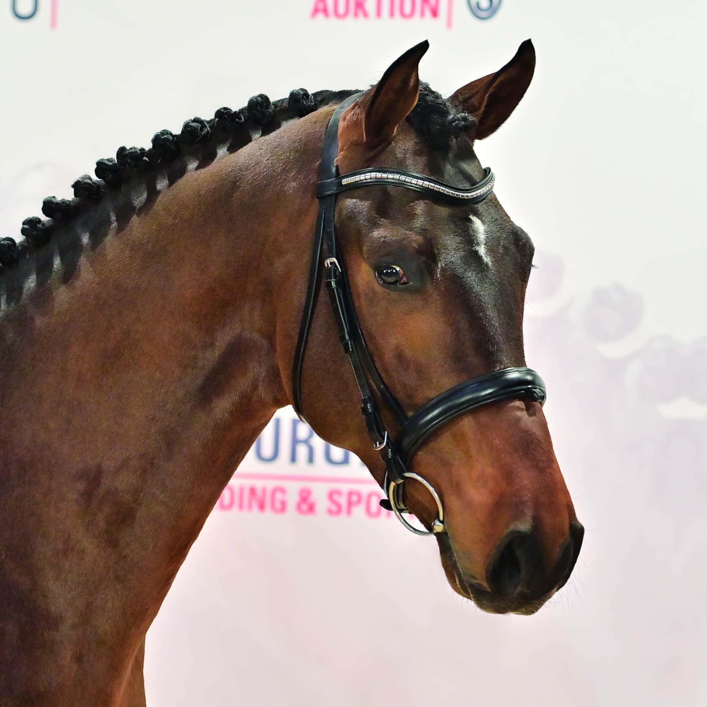 Elite Stallions - Stallions Discipline