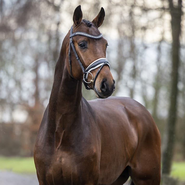 Elite Stallions - Stallions Discipline