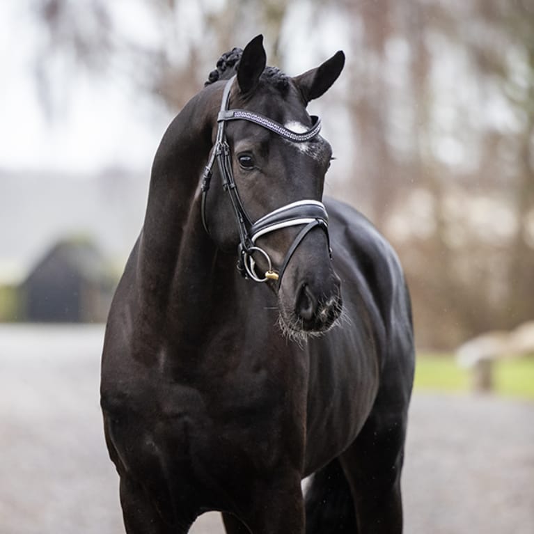 Elite Stallions - Stallions Discipline