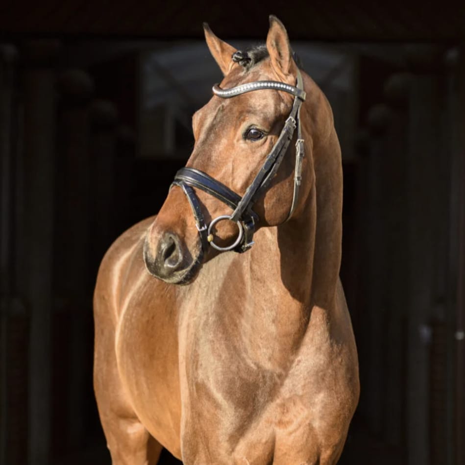 Elite Stallions - Stallions Discipline