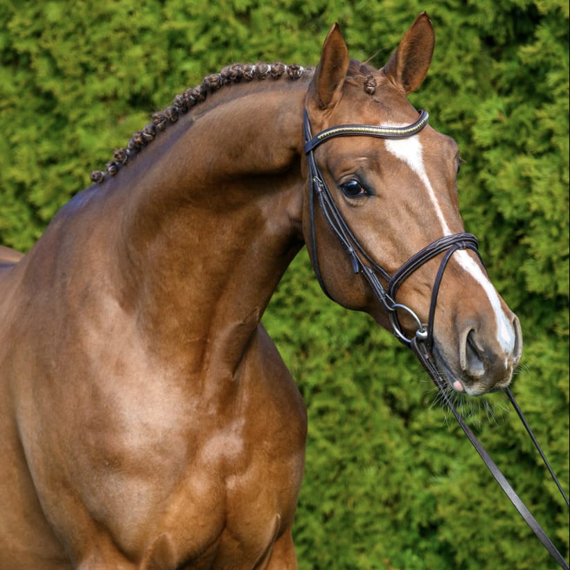 Elite Stallions - Stallions Discipline