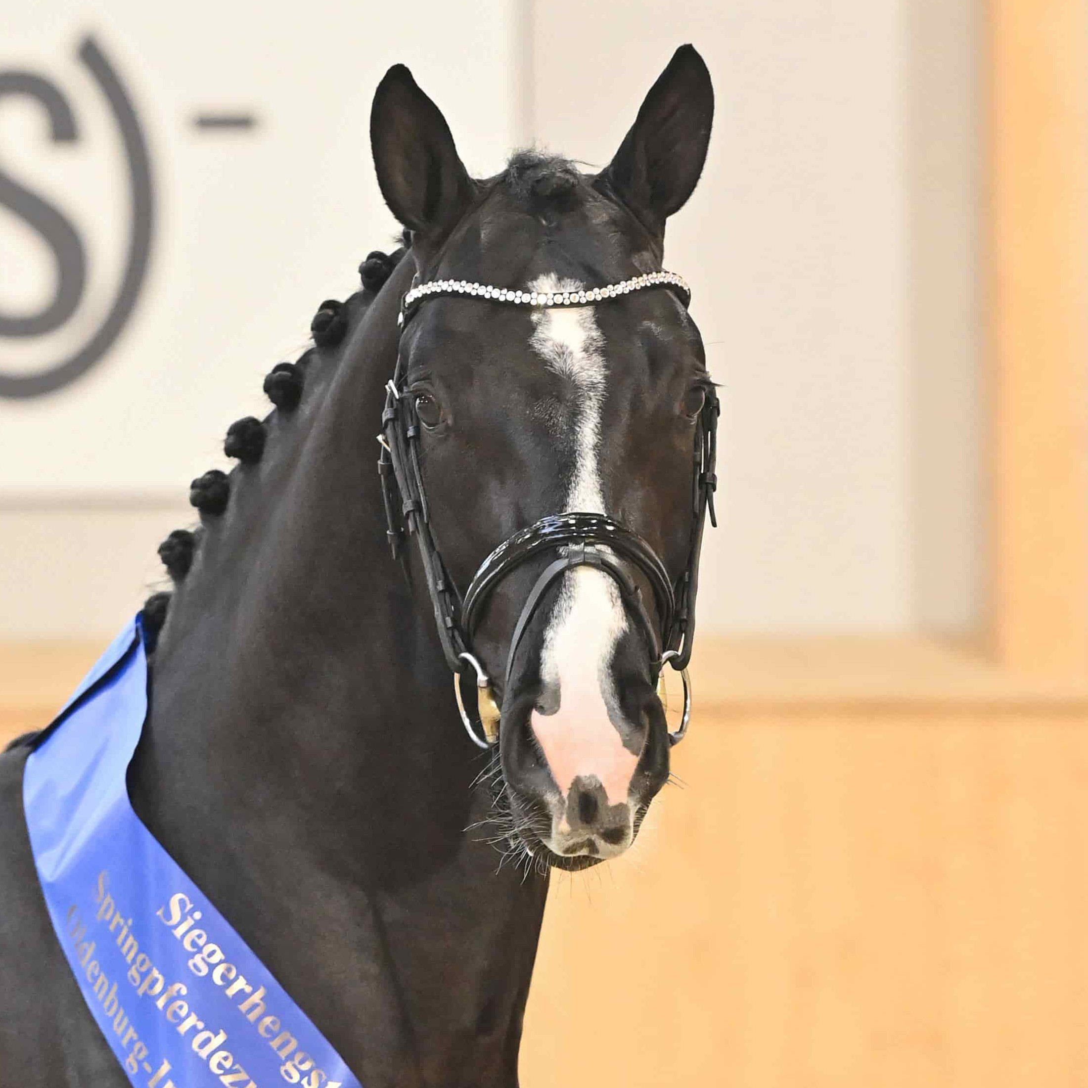 Elite Stallions - Stallions Discipline