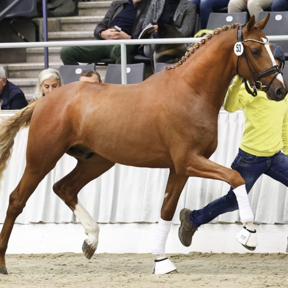 Elite Stallions - Stallions Discipline