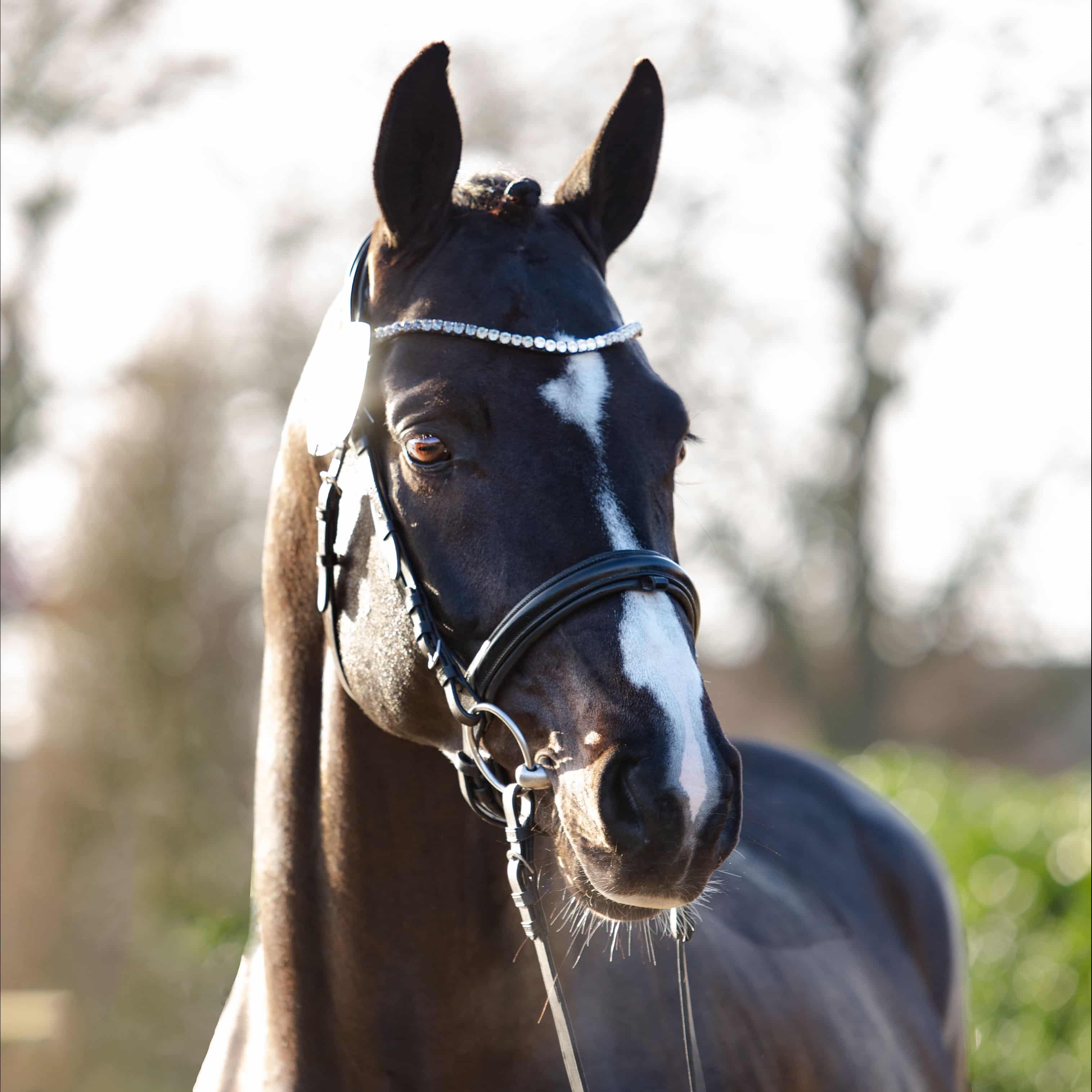 Elite Stallions - Stallions Discipline