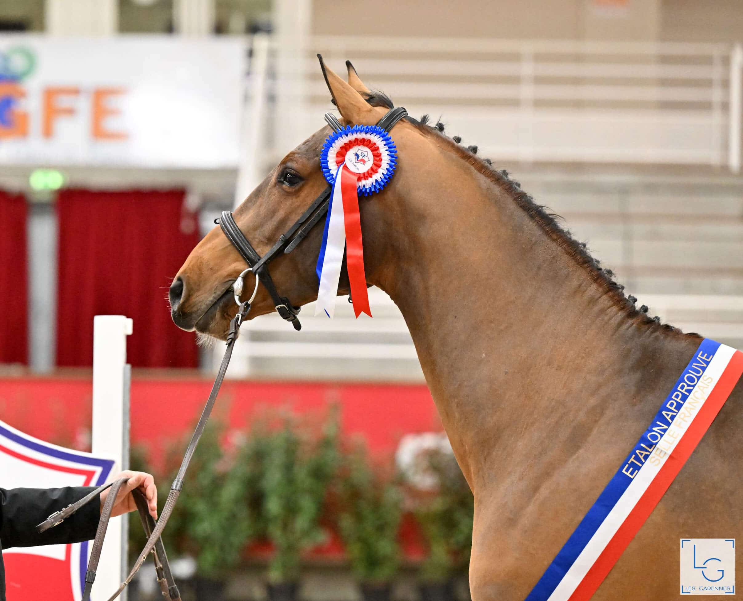 Elite Stallions - Stallions Discipline