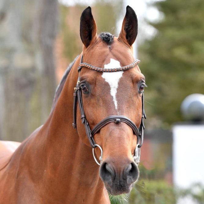 Elite Stallions - Stallions Discipline