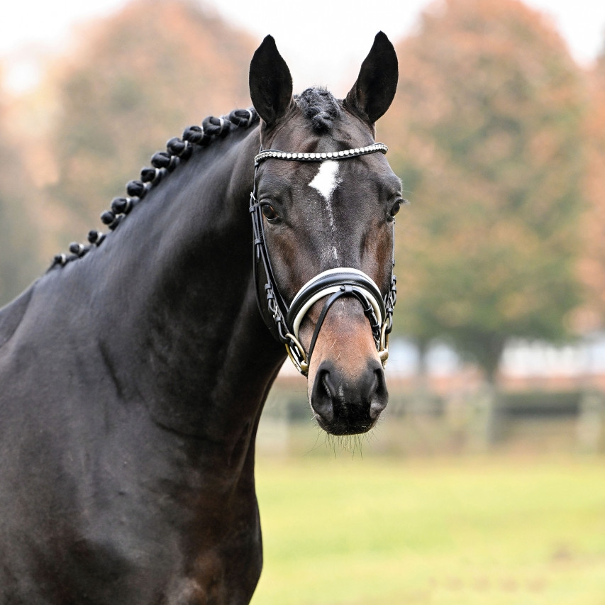 Elite Stallions - Stallions Discipline