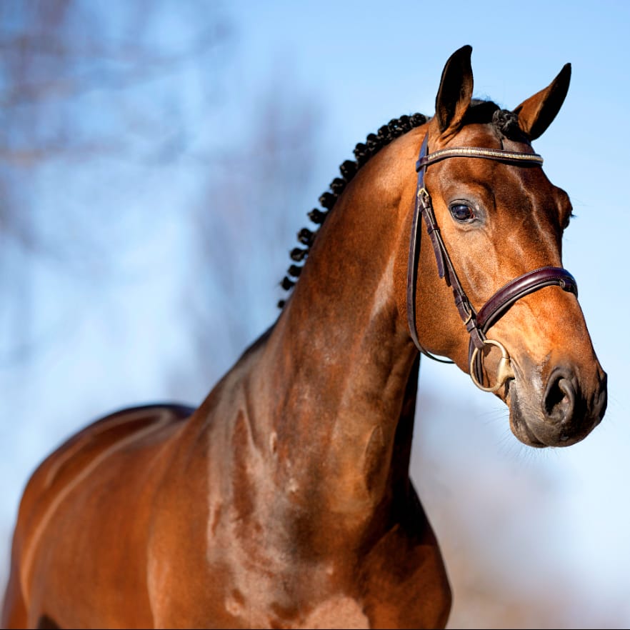 Elite Stallions - Stallions Discipline