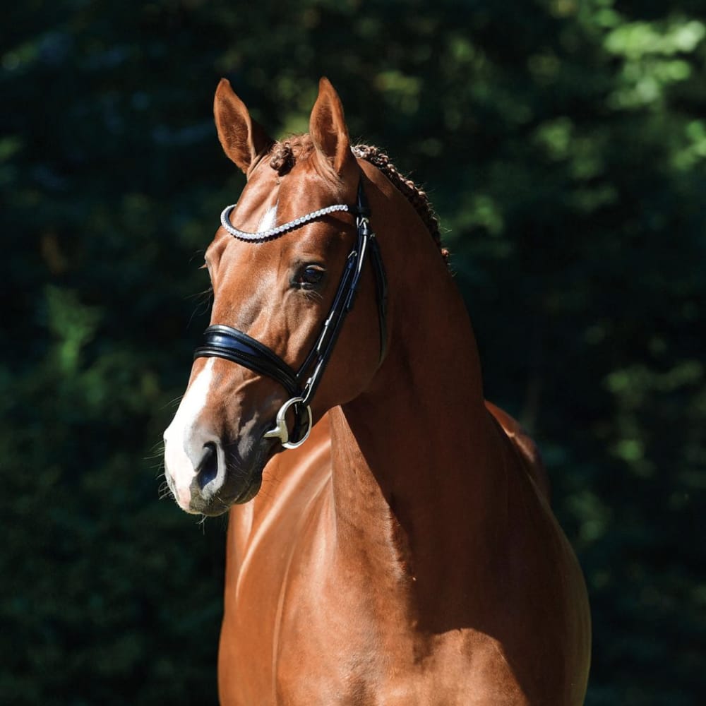 Elite Stallions - Stallions Discipline