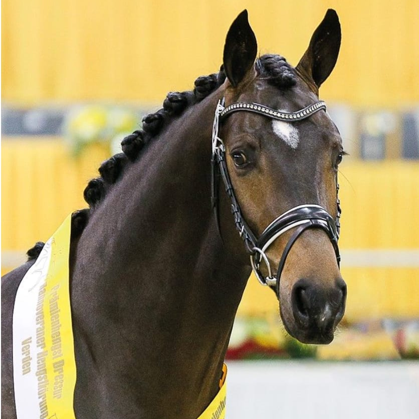 Elite Stallions - Stallions Discipline