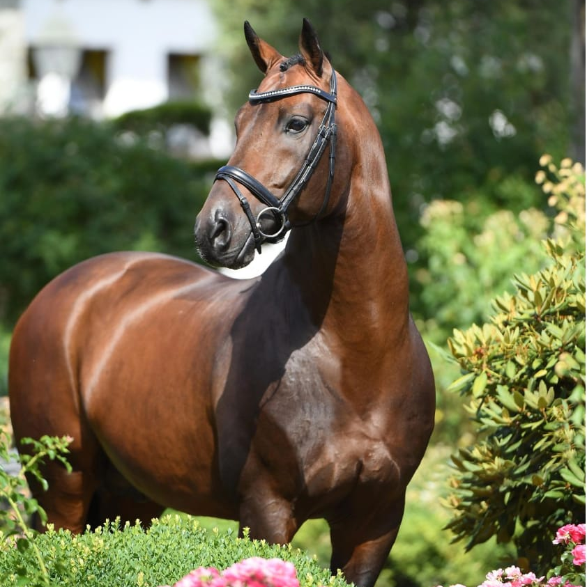 Elite Stallions - Stallions Discipline