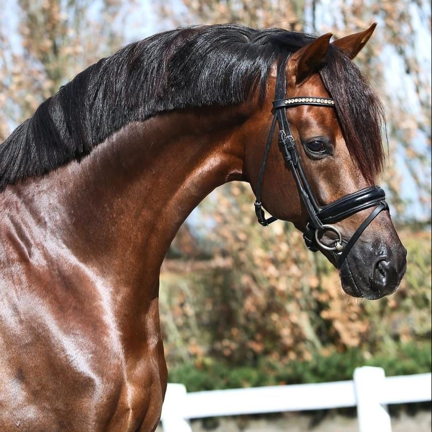 Elite Stallions - Stallions Discipline
