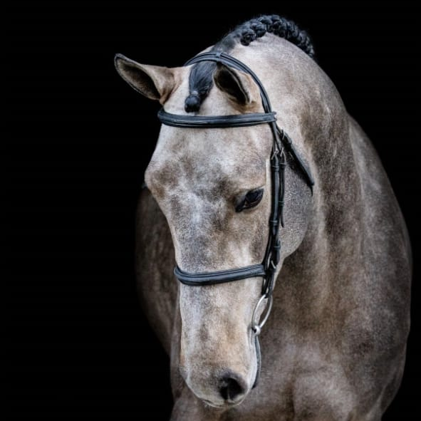 Elite Stallions - Stallions Discipline
